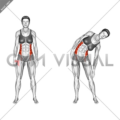 Side Bends Muscles Worked