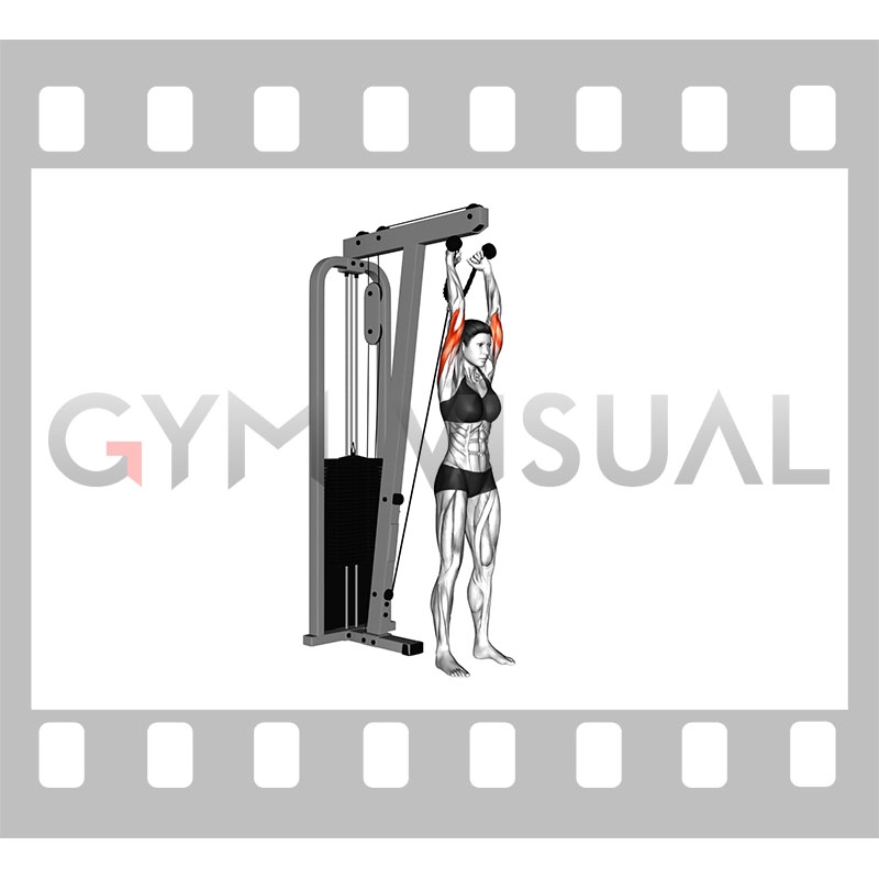 Cable Rope Triceps Extension