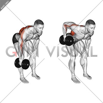 Dumbbell Bicep Rows