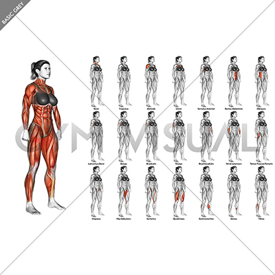 Human Body Female Side View