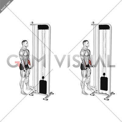 Standing Cable Curl