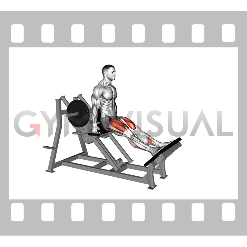 Hack Squat Machine Muscles Worked