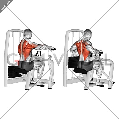 Seated Row Machine Muscles Worked