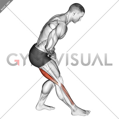 Standing Hamstring Stretch Diagram