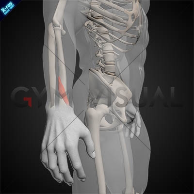Extensor Pollicis Brevis