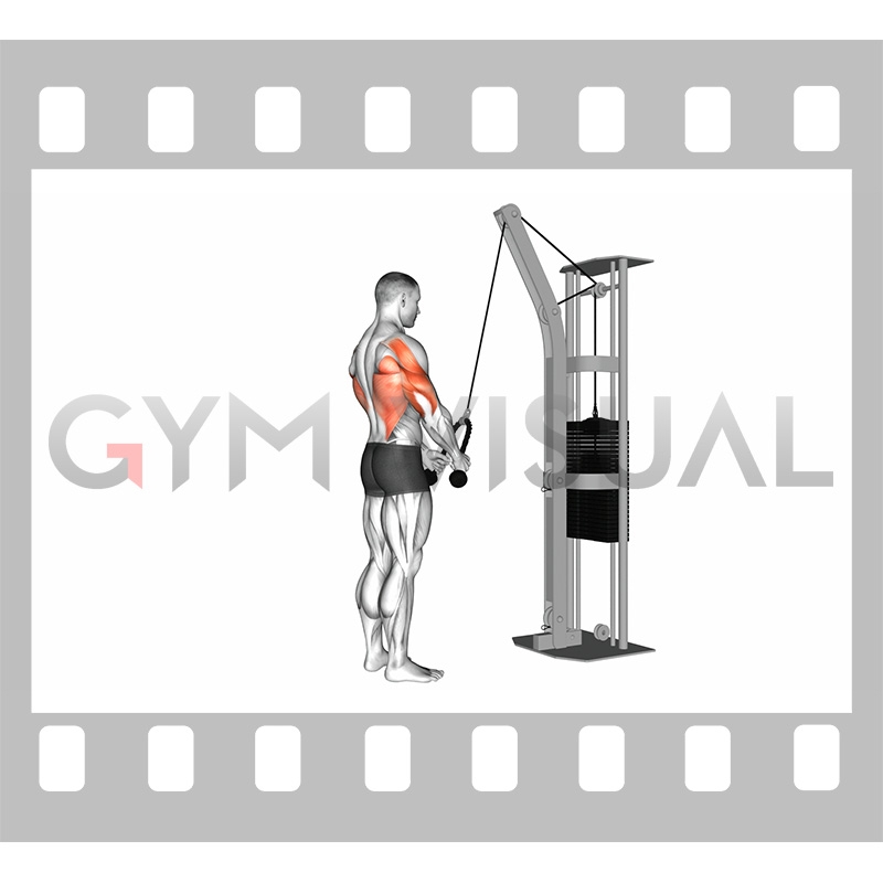 Arm Pull Down Exercise | ppgbbe.intranet.biologia.ufrj.br